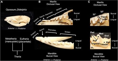 human canine teeth evolution