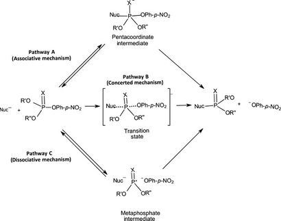 phosphomonoester structure
