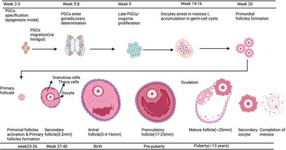 oocyte development