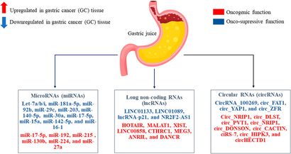 gastric juice function