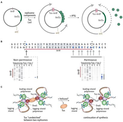 rolling circle replication mechanism
