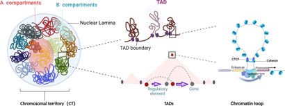 tad genome