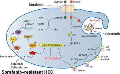 how does sorafenib work