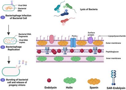 bacterial cell lysis