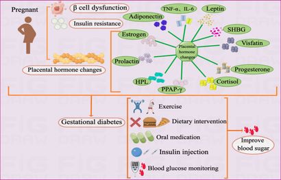 pathophysiology of gestational diabetes mellitus slideshare