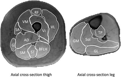 calf cross section
