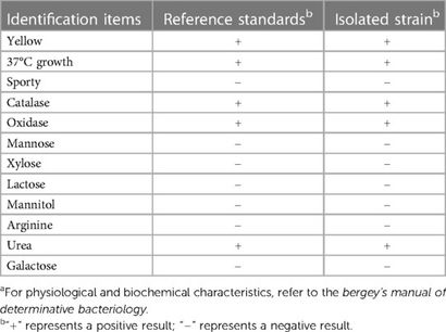 micrococcus species abnormal