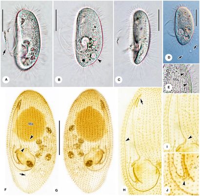 ciliophora examples