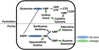 guanosine diphosphate function