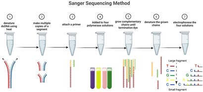 dideoxynucleotide sequencing
