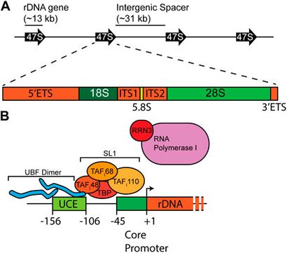 rrna processing diagram