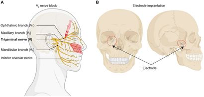 infraorbital foramen function