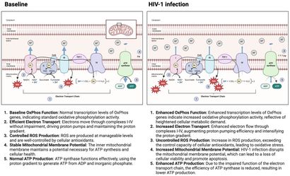 oxidative phosphorylation simple
