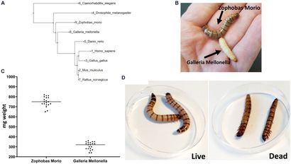 superworm life cycle time