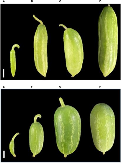 bitter gourd different types
