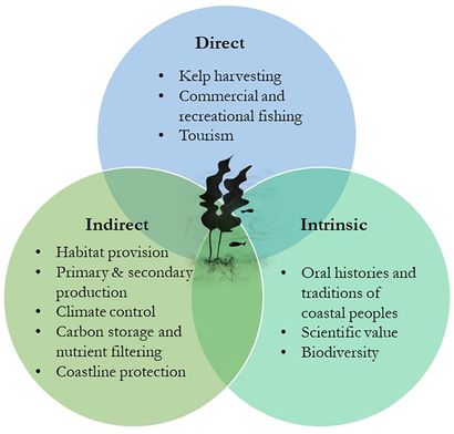 phaeophyceae structure diagram