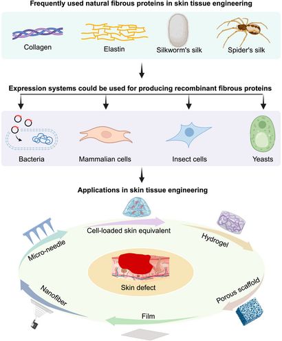 skin tissue engineering