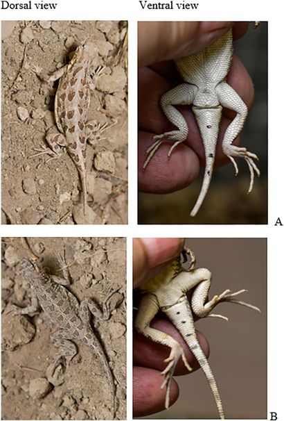 lesser earless lizard size