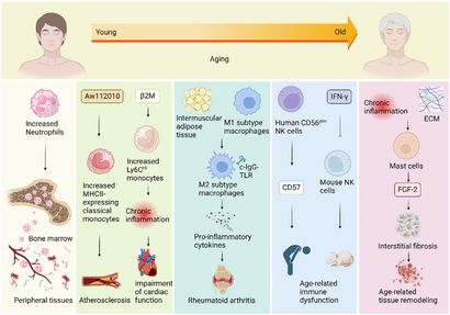 immune system cells chart