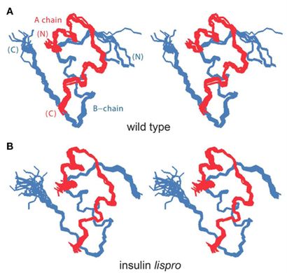 insulin molecule type