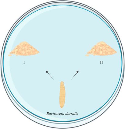 bactrocera cucurbitae larvae