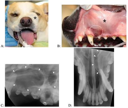 external abscess on dog