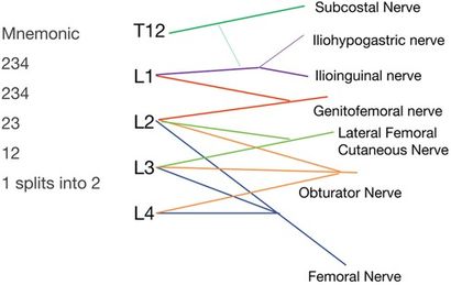 lumbar plexus mnemonic