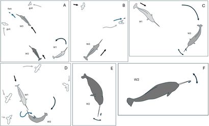 narwhal feeding method