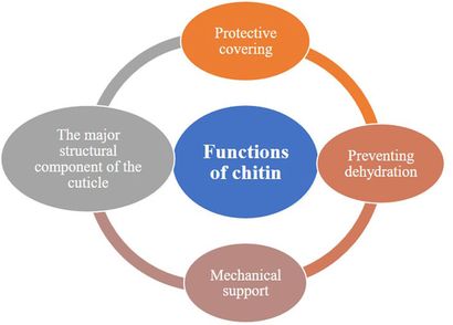 chitin structure and function