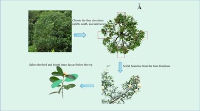 polyspora tonkinense