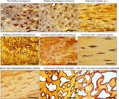 silver nitrate skeletal structure