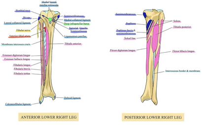 fibula bone anatomy notes