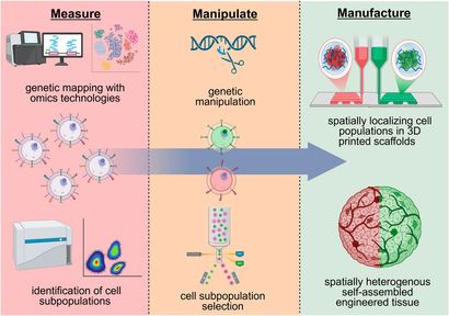 cell and tissue engineering uq