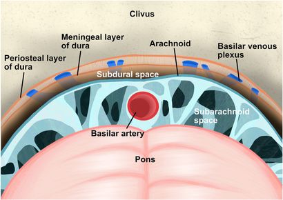 subdural space