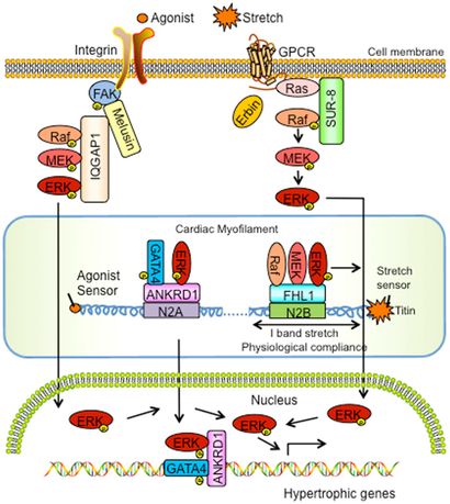 scaffolding proteins function