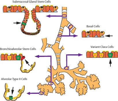 stem cells trachea