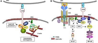 phosphatidylinositol 4 5 bisphosphate