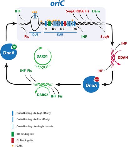 dna replication regulation