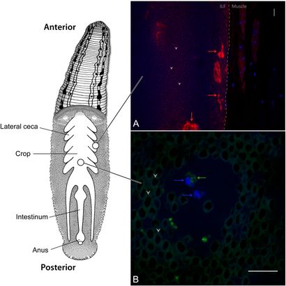 leech anatomy