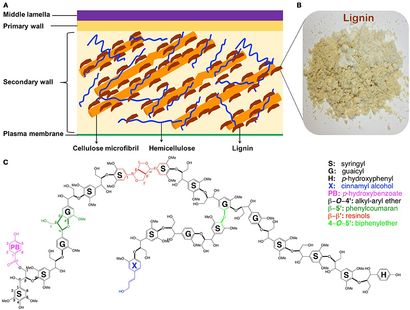 lignin and cellulose difference