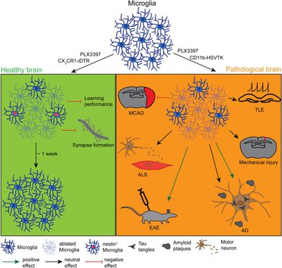 glial cells function psychology