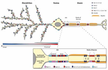 neuron channel