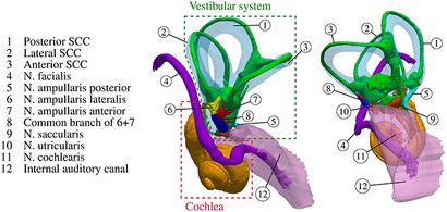 inner ear anatomy vestibular system