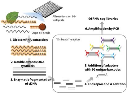 cdna library preparation