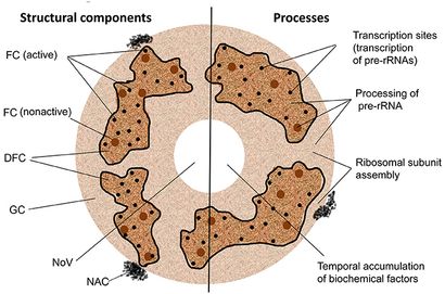 plant cell nucleoplasm function