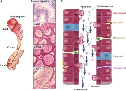 epididymis function