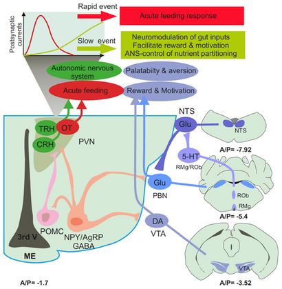arcuate nucleus arc