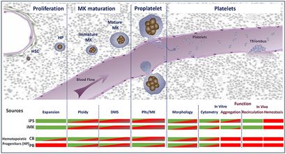 platelet production structure and function