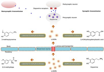 difference between levodopa and dopamine agonists