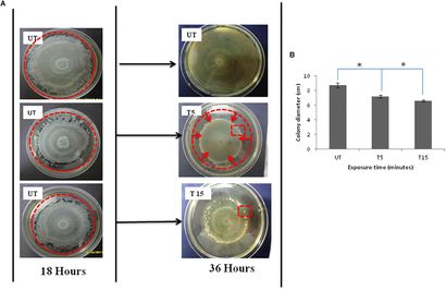 swarming bacterial